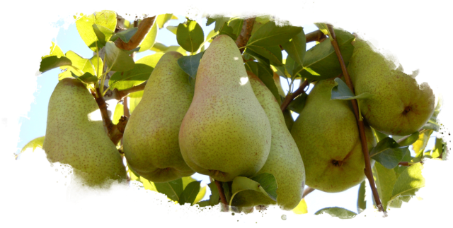 Pear Variety Guide - Veritable Vegetable