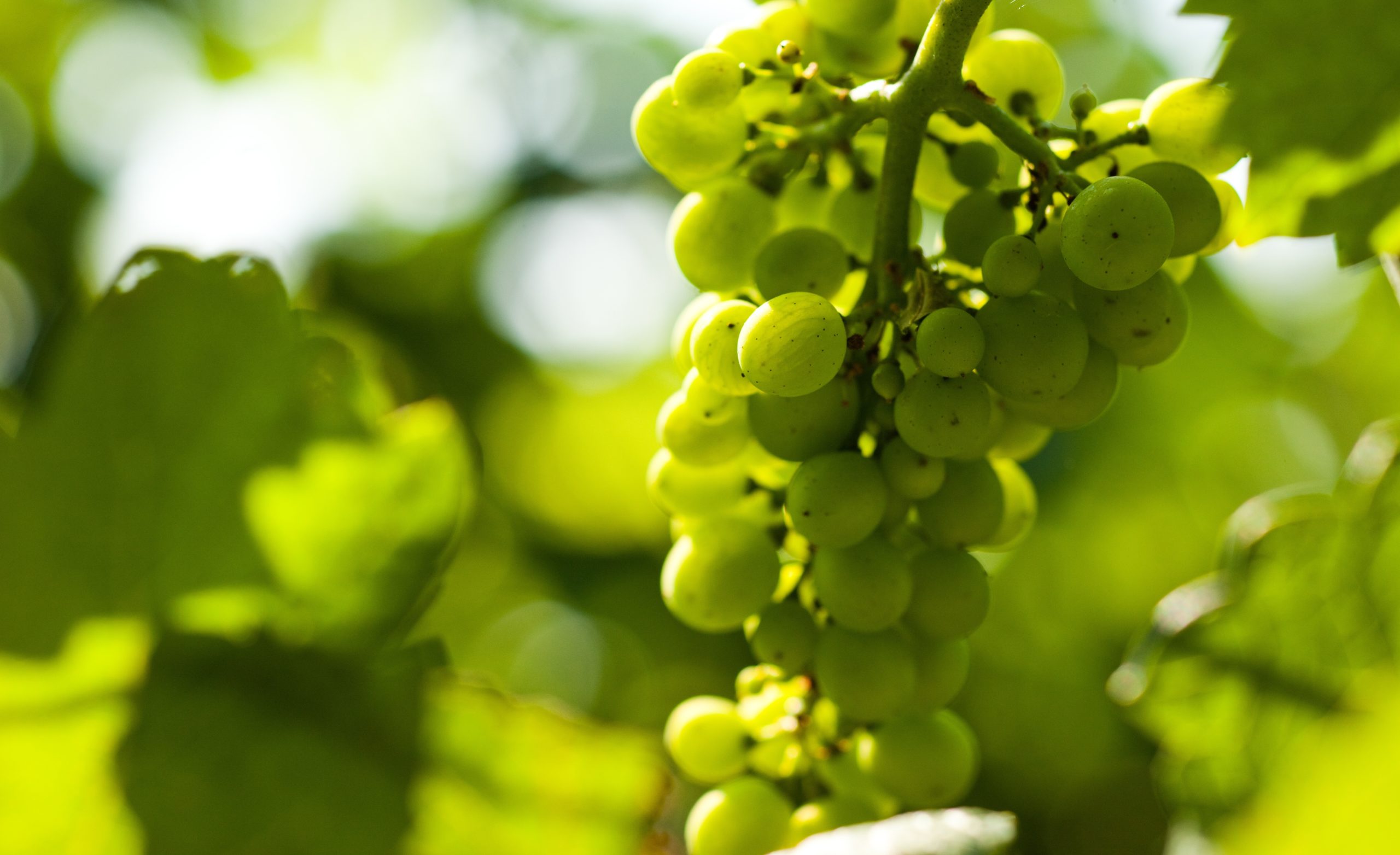 Grape Expectations - Veritable Vegetable