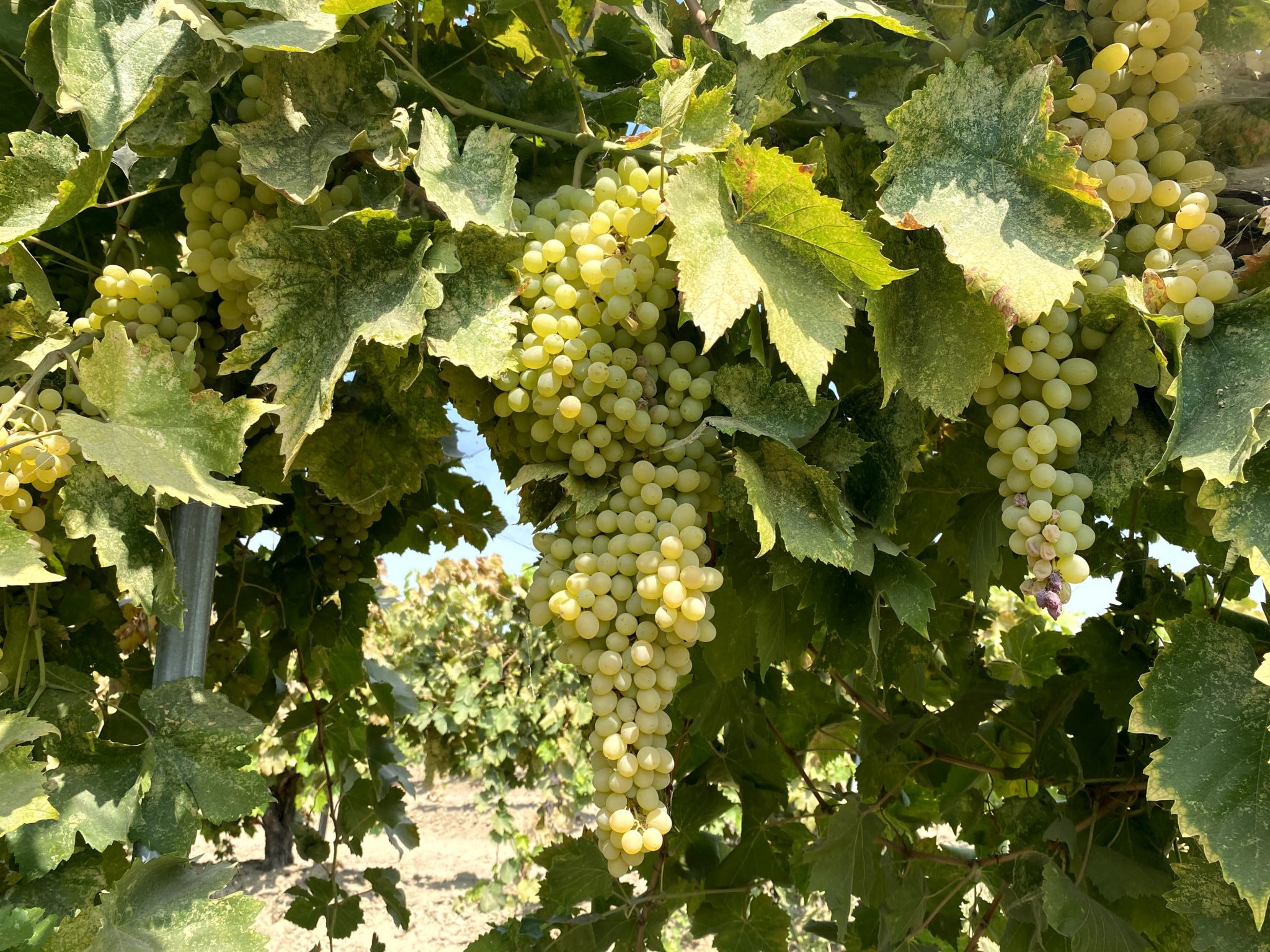 Marian Farms Thompson Grape Display Contest - Veritable Vegetable