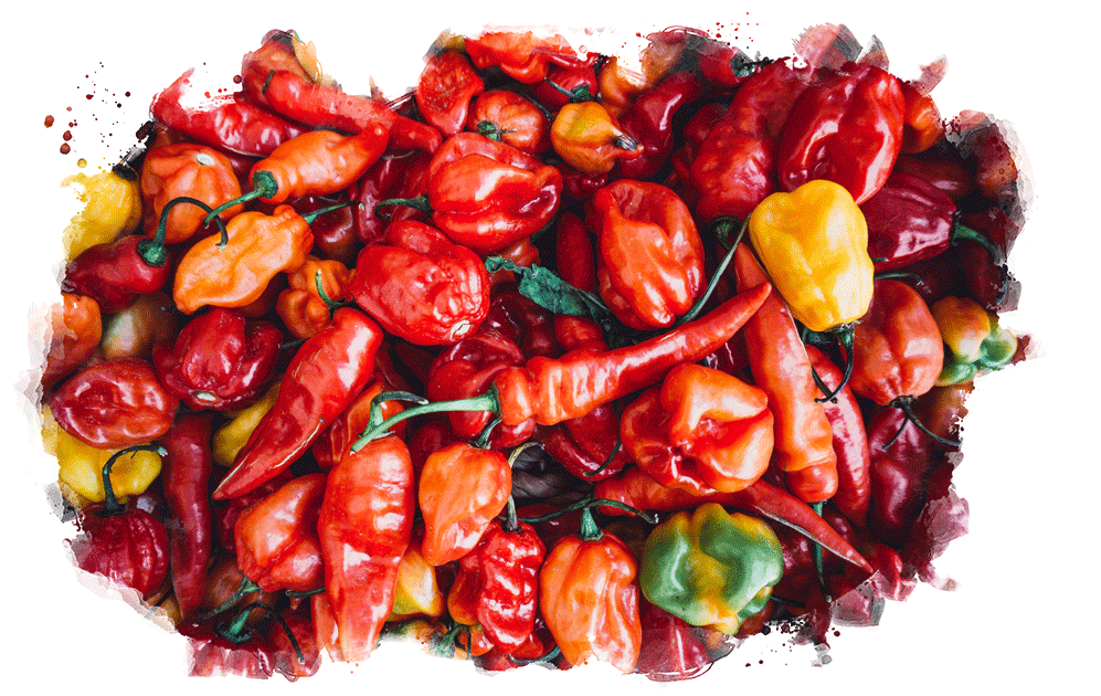 Chili Pepper Varietal Guide - Veritable Vegetable