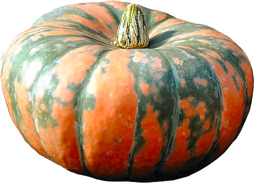 Winter Squash Variety Guide - Veritable Vegetable