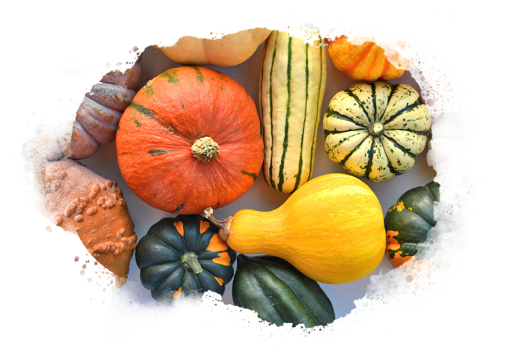 Winter Squash Variety Guide - Veritable Vegetable