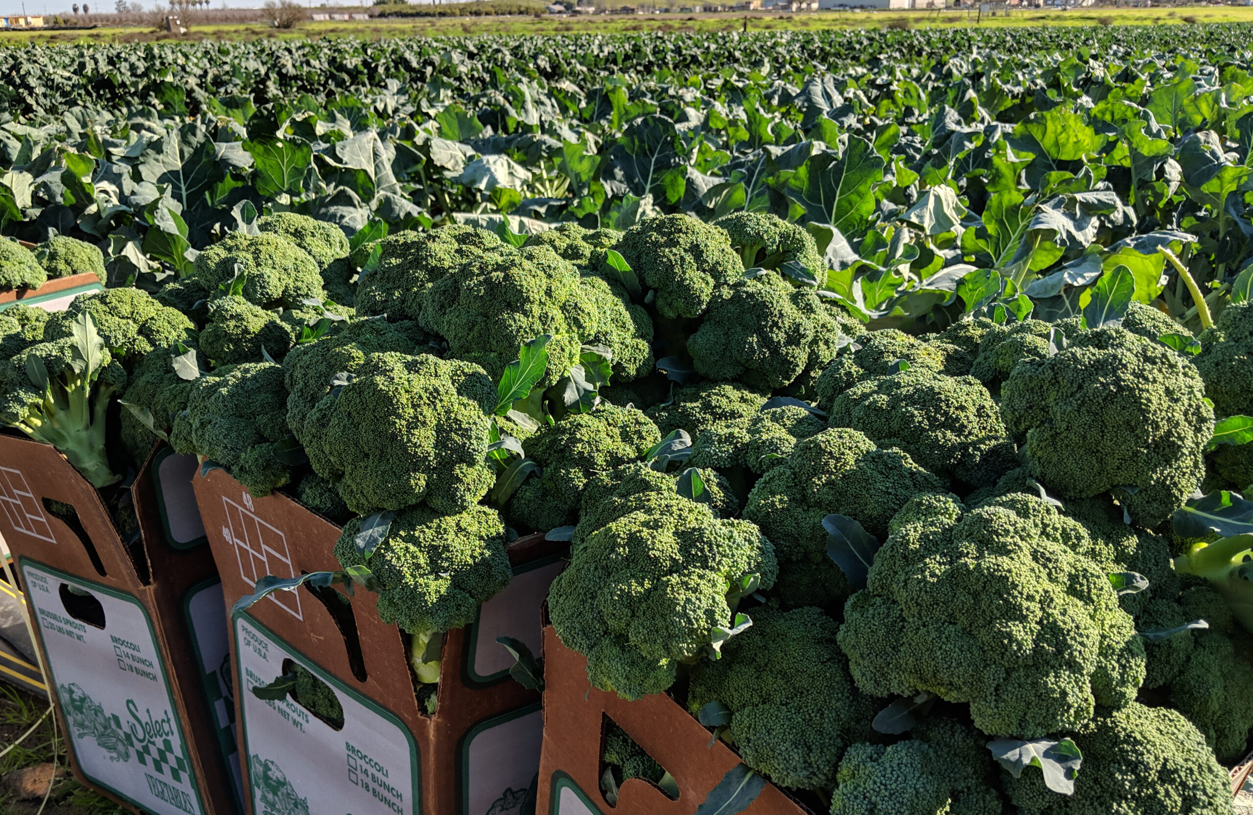 Floret About It! - Veritable Vegetable