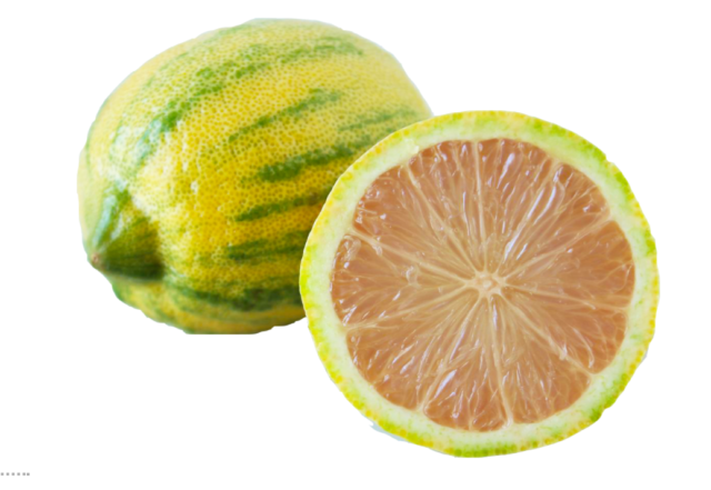 Citrus Variety Guide - Veritable Vegetable