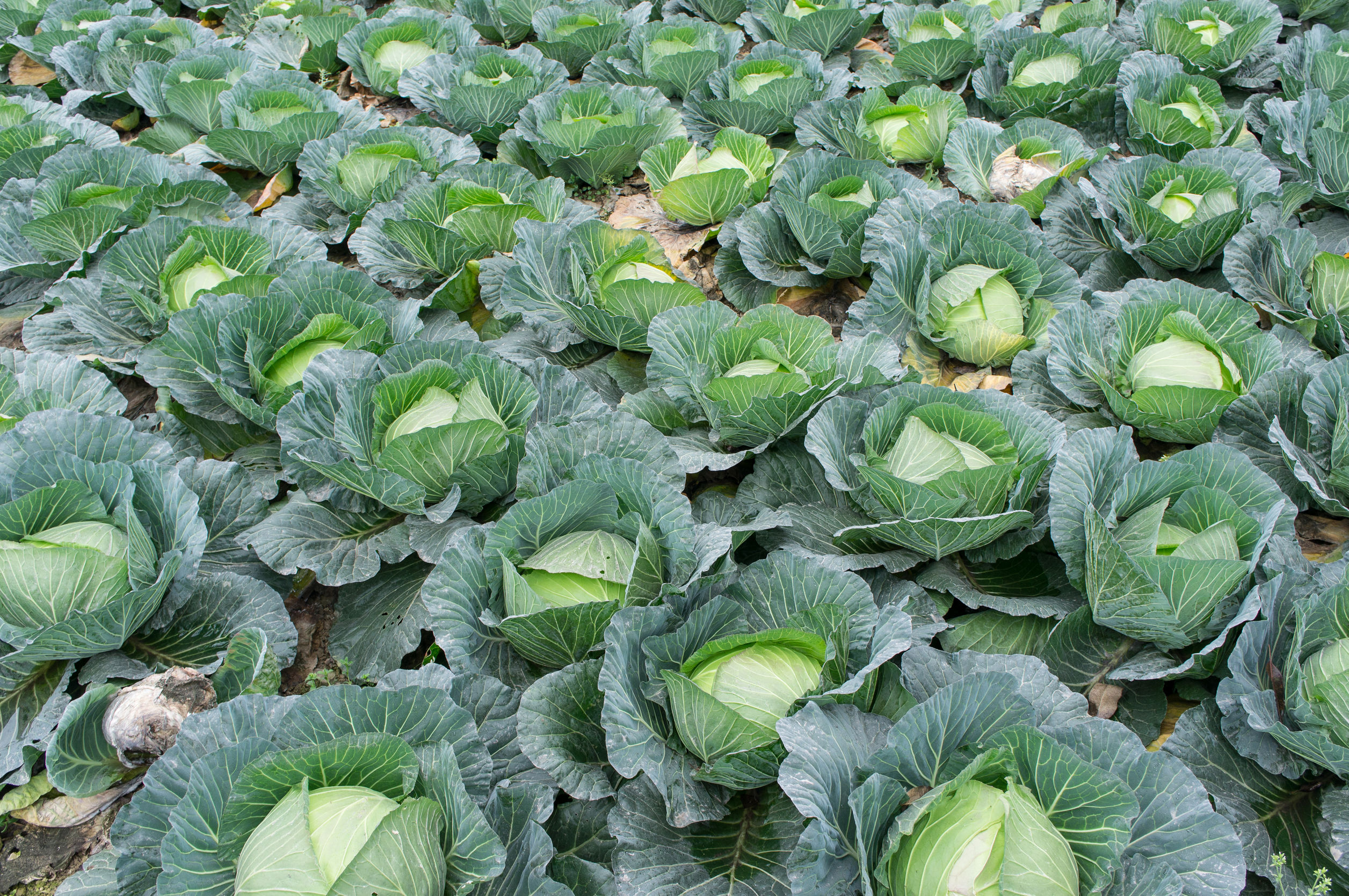 A Head Above the Rest - Veritable Vegetable