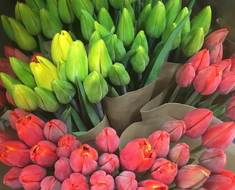 Time for Tulips! - Veritable Vegetable