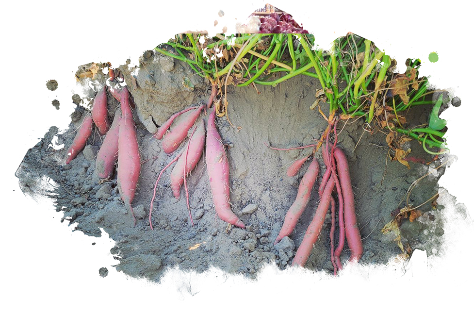 Sweet Potato Information Page - Veritable Vegetable