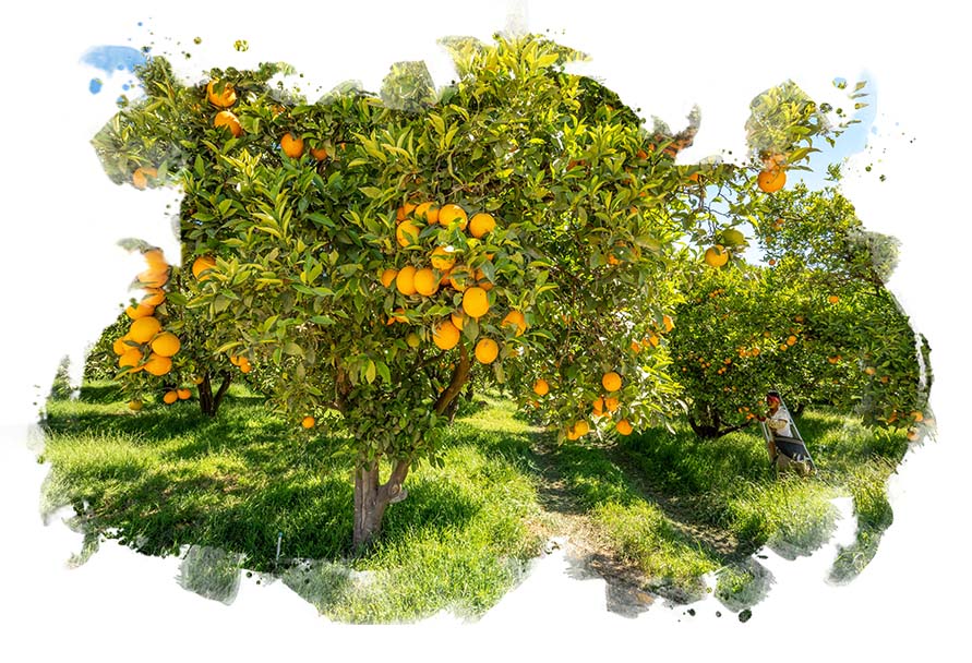 Citrus Resource Page - Veritable Vegetable