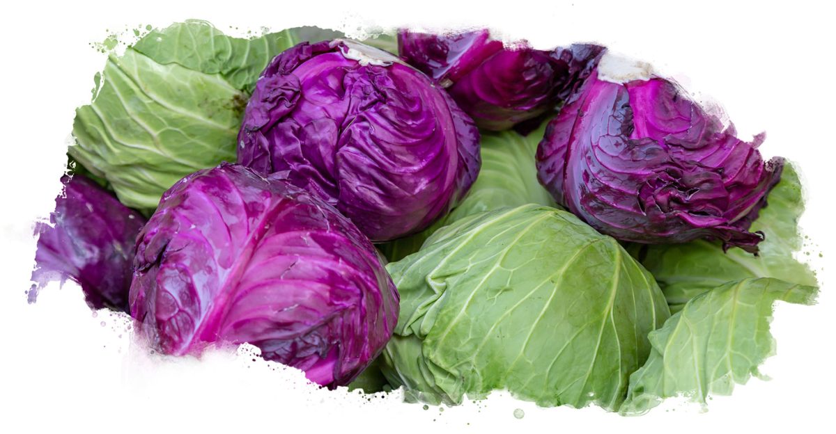 All About Cabbage - Veritable Vegetable