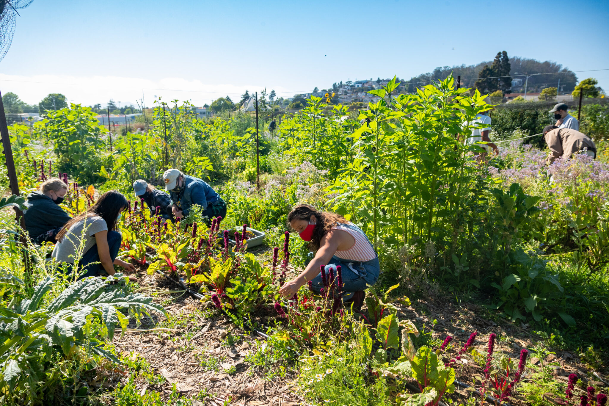 Feature: Berkeley Food Institute - Veritable Vegetable