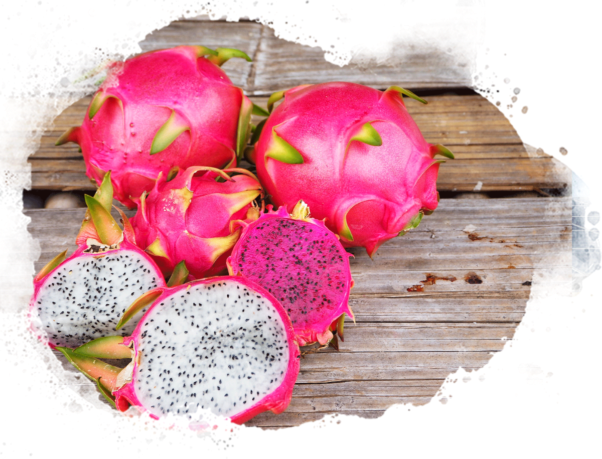 House of Dragon Fruit - Veritable Vegetable