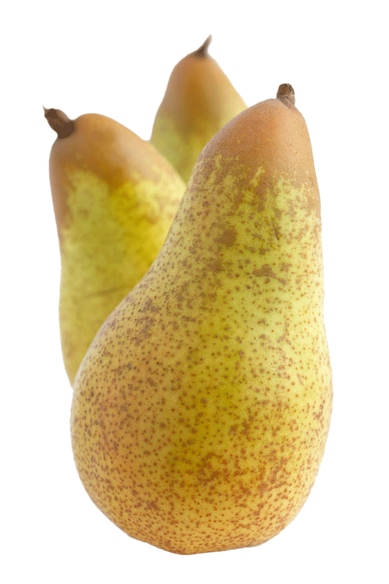 Pear Variety Guide - Veritable Vegetable