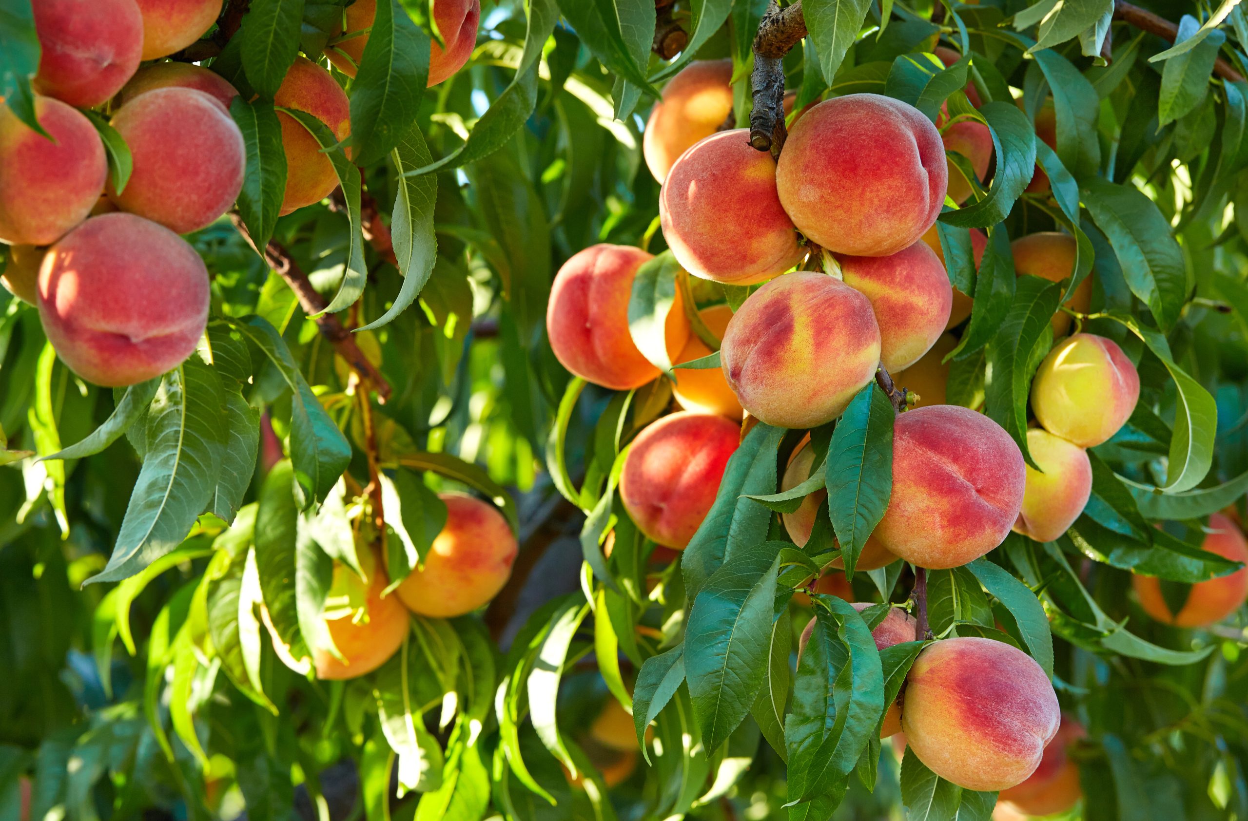 Just Peachy: Fun Facts About Peaches - Veritable Vegetable