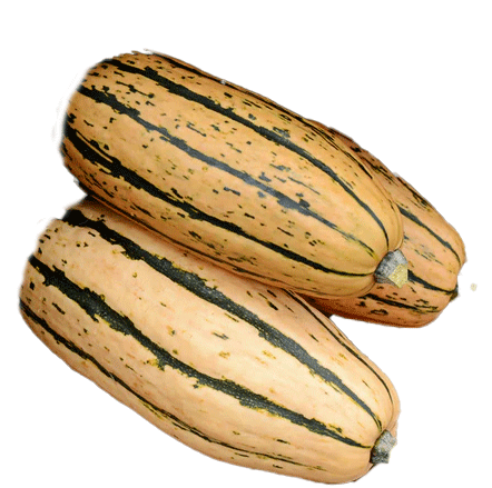 Winter Squash Variety Guide - Veritable Vegetable