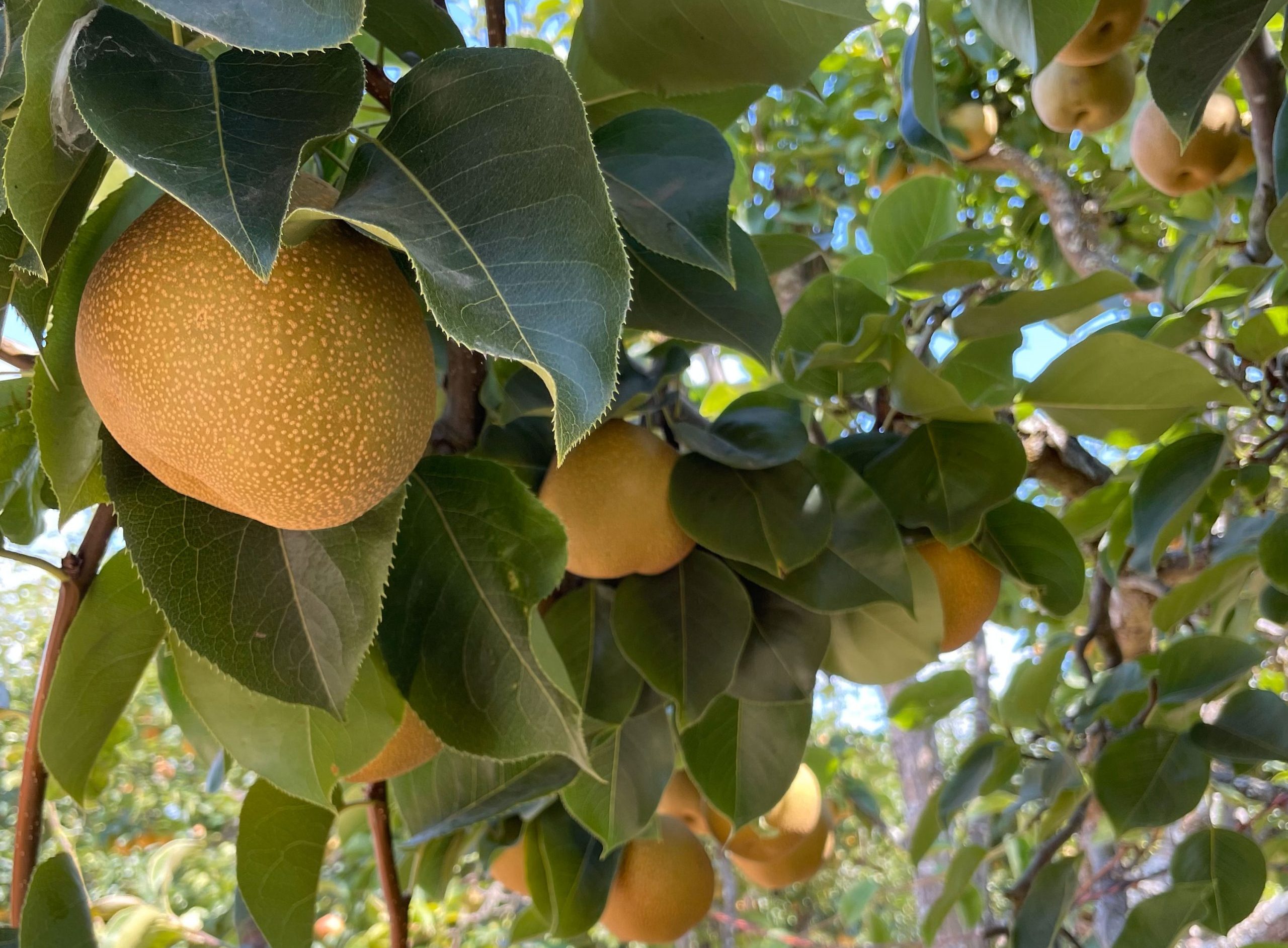 Crispy, Juicy, and Just Pear-fect! - Veritable Vegetable